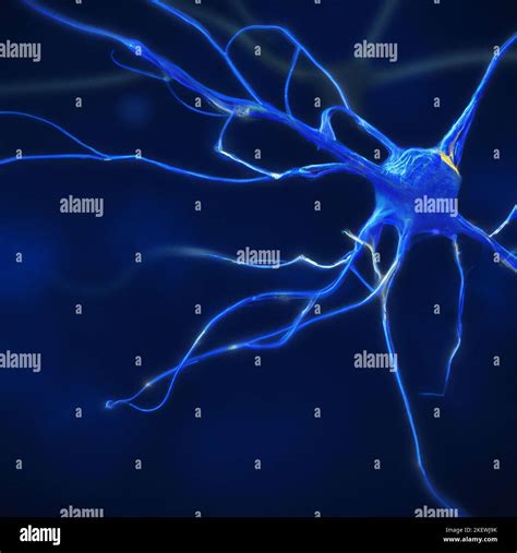 Microscopic View Of The Synapses Brain Connections Neurons And