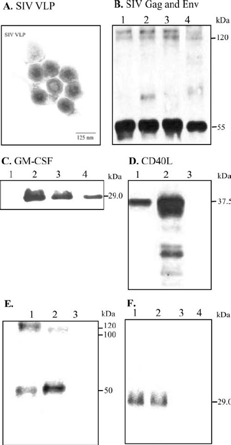 Characterization Of Chimeric Siv Vlps Containing Immunostimulatory