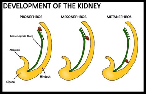 Renal Embryology Flashcards Quizlet
