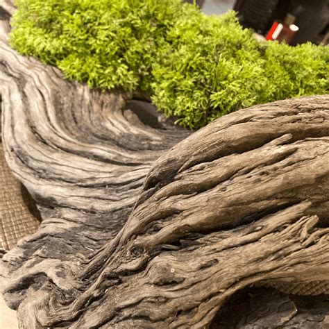 Wide Driftwood Piece Filled With Curly Moss Sutherland Interiors