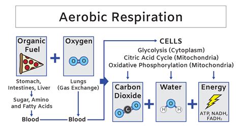 Aerobic Respiration Aerobic Respiration And Anaerobic Fermentation