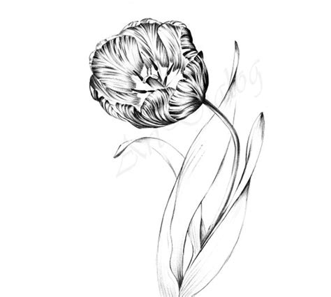 Open Tulip Sketch