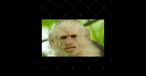 Disgusted Monkey Disgusted T Shirt Teepublic