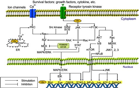 Signaling Pathways In Hbv Associated Hepatocarcinogenesis Hbx
