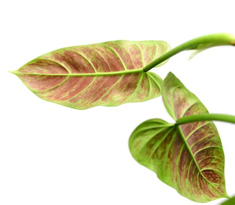 Philodendron Subhastatum — Ecuagenera California