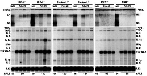 Role Of Irf 1 Rnase L Or Pkr In Antiviral Activity Induced By