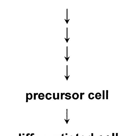 Cell Activities Required For New Cementum And Attachment Formation And
