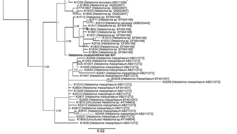 17 A Phylogenetic Tree Based On Bayesian Analysis Of The Download