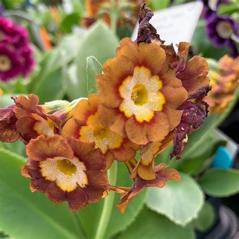 Primula Auricula Eden Goldfinch Summerdale Garden Nursery