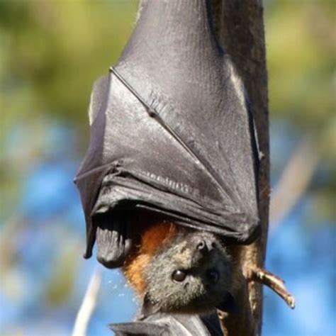 Flying Fox Experience Thousands Of Australias Largest Bat See Australias Largest Bat Colony
