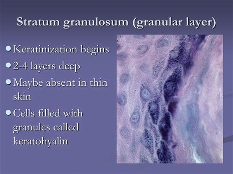 Ppt Exploring Skin Anatomy Layers Functions And Appendages