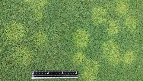 Yellow Spot On Penncross Creeping Bentgrass Pace Turf Photo Gallery