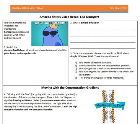 Amoeba Sisters Cell Transport Worksheets