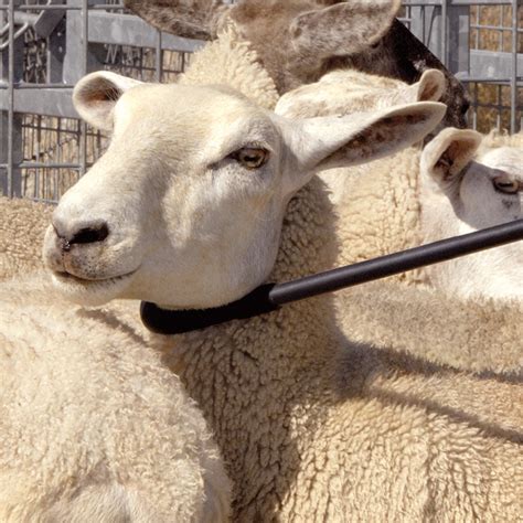Shepherds Hook With Sheep