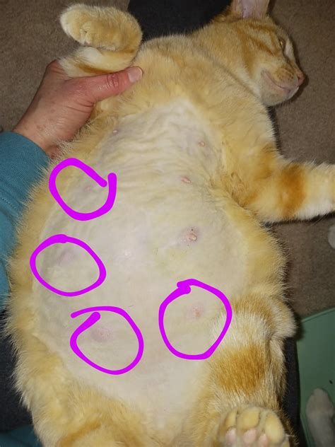 Abnormal Cat Nipples R Vet