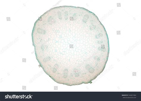 Стоковая фотография 544827484 Stem Typical Monocot Dicot Under