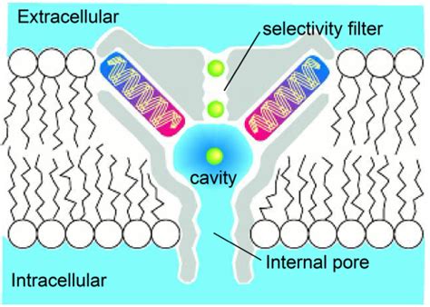 Cellular Neurophysiology