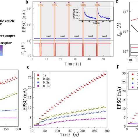 A Schematic Illustration Of A Biological Axodendritic Synapse The Download Scientific