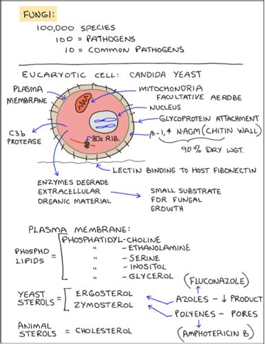 Lecture 3 Fungi Flashcards Quizlet
