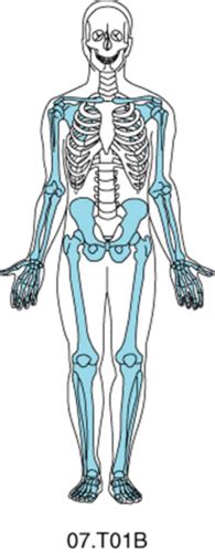 Human A P Lab Appendicular Skeleton Flashcards Quizlet