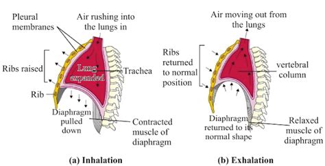 NCERT Revision Notes For Chapter 6 Life Process Class 10 Science