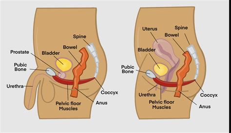 6 Tricky Problems Caused By Constipation — Southern Pelvic Health