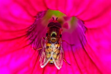 Premium Photo Close Up Of Hoverfly On Pink Flower