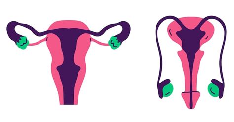 Premium Vector Female Male Man Woman Internal Organ Reproductive System Abstract Concept Premium Vector Female Male Man Woman Internal Organ Reproductive System Abstract Concept