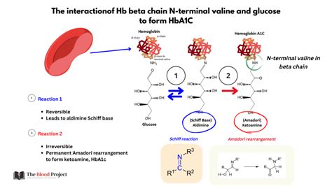 Hemoglobin A1c • The Blood Project