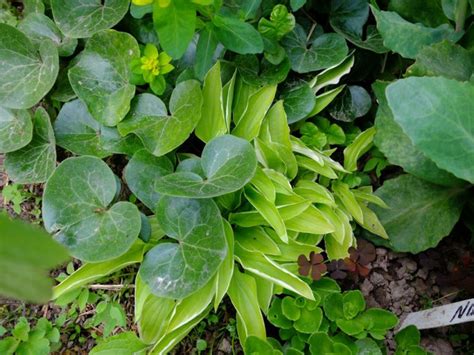 Копытень европейский купить в blumgarden.ru