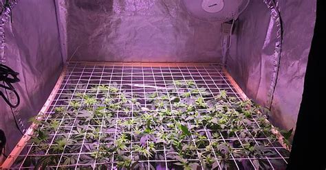 Scrog In 4x4 Tent Album On Imgur