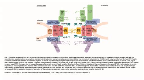 Palancade Lab Puzzling Out Nuclear Pore Complex Assembly Institut