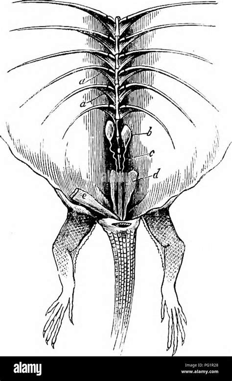Chameleon Anatomy