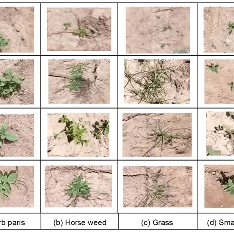 Visuals Of Various Crops Collected In The Dataset Each Column Contains Download Scientific