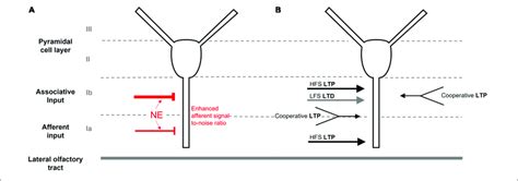 Anatomy And Synaptic Plasticity Of The Piriform Cortex A The Download Scientific Diagram