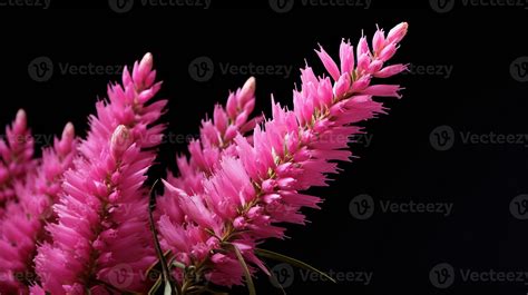 Photo Of Beautiful Heather Flower Isolated On White Background