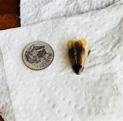 Winged Cockroach Like Insect