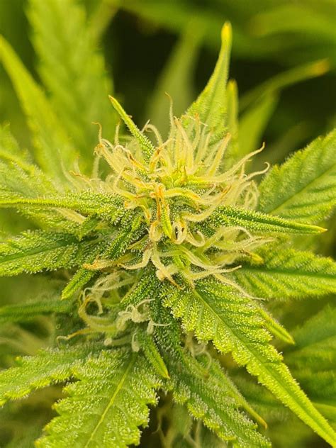 Bud Wont Fatten Up Grow Question By Mastr Growdiaries