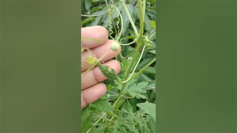 Uchch Gachyoutubeshorts Youtube