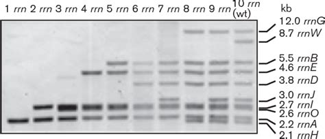 Figure 1 From Multiple Rrna Operons Are Essential For Efficient Cell Growth And Sporulation As