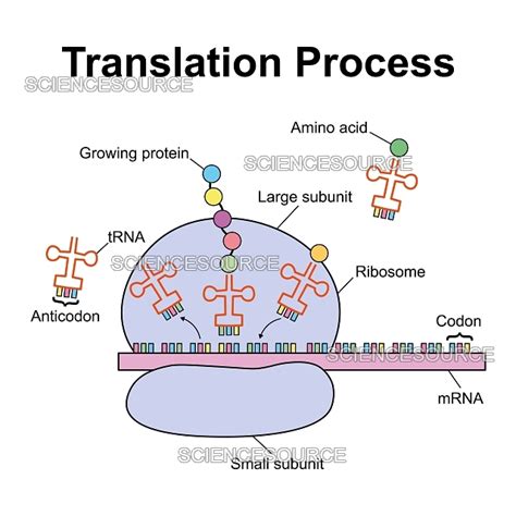 Transpirasjonsdiagram