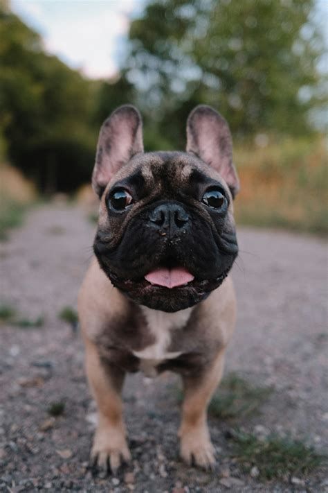 Happy Dog Wallpapers Wallpaper Cave