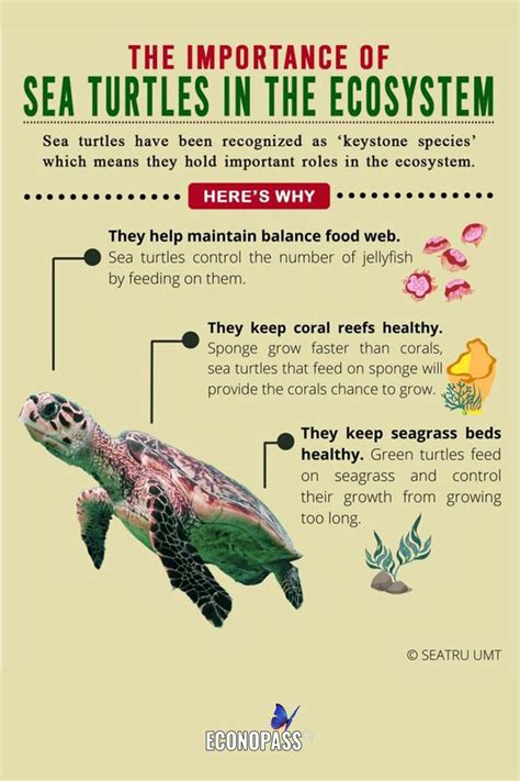 Sea Turtles In The Ecosystem
