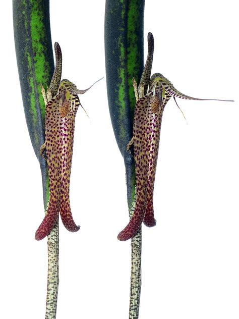 Restrepia Chocoensis — Ecuagenera California