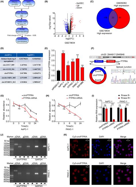 Identification And Characterization Of Circptpra In Pdac Cells A The