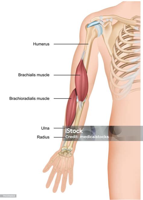 Brachialis Anatomy 3d Medical Vector Illustration On White Background