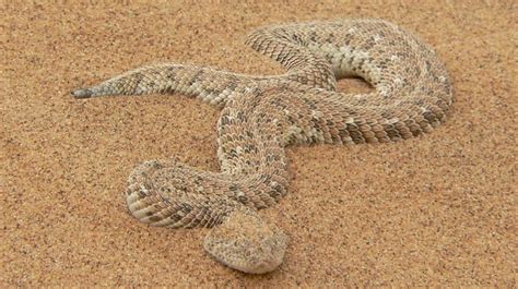 Meet The Worlds Greatest Hide And Seek Player The Peringuey Adder Times Knowledge India