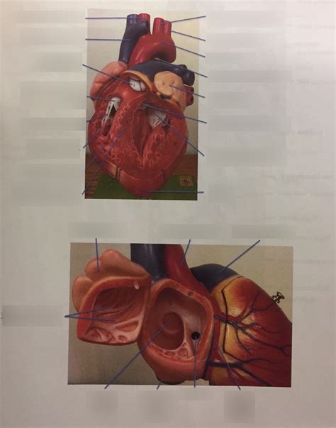 Heart Pt 1 Diagram Quizlet