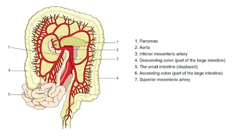 Medical Terms And Сlinical Сases Mesenteric Arteries