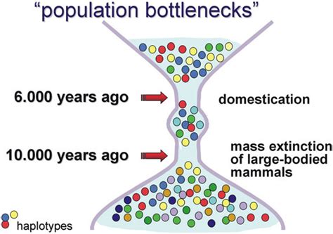 Two Recent Population Bottlenecks Are The Main Reasons For Reduced